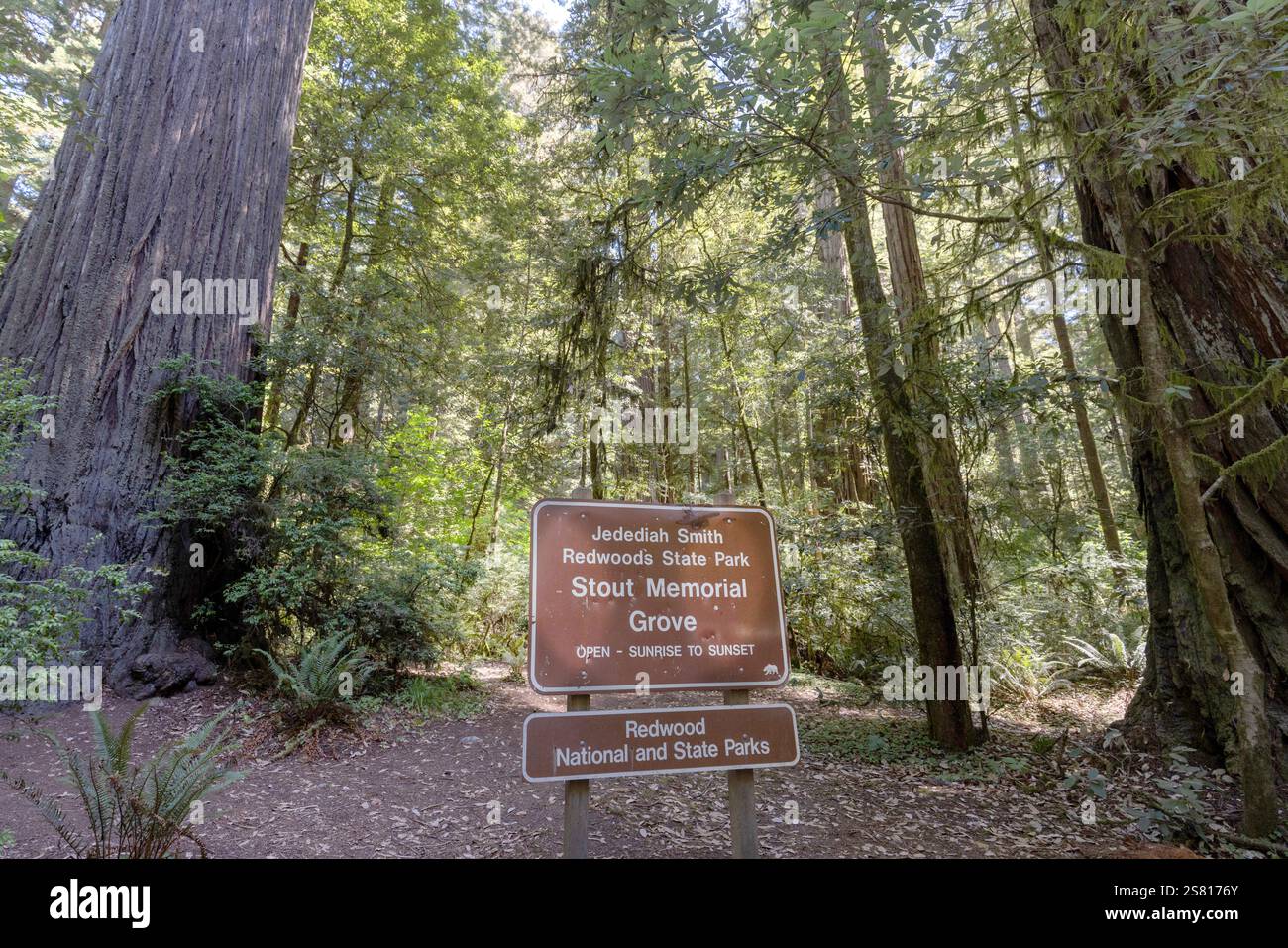 Redwood National and State Parks in California.Big Tree. Stout Memorial ...