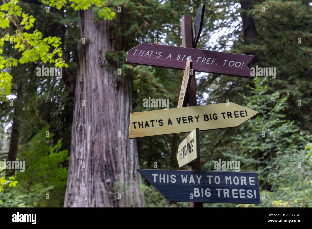 Redwood National and State Parks in California.Big Tree. Stout Memorial ...