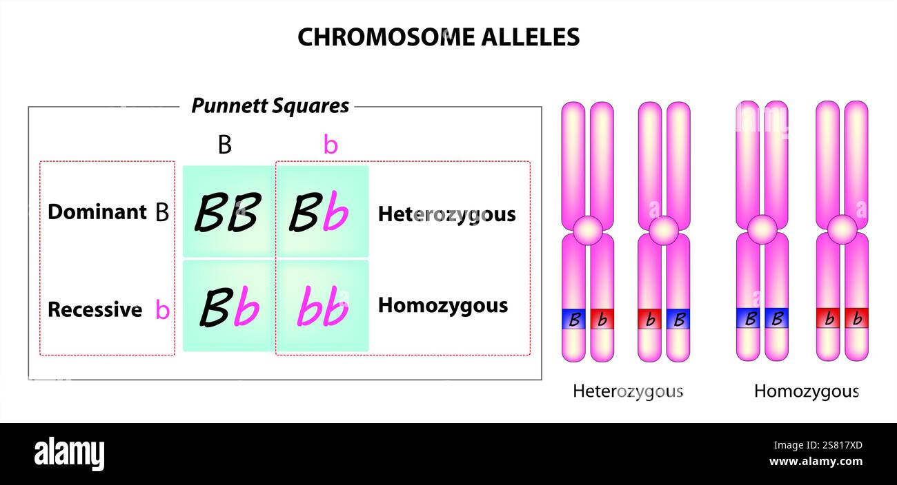 Genes and Alleles Stock Vector Image & Art - Alamy