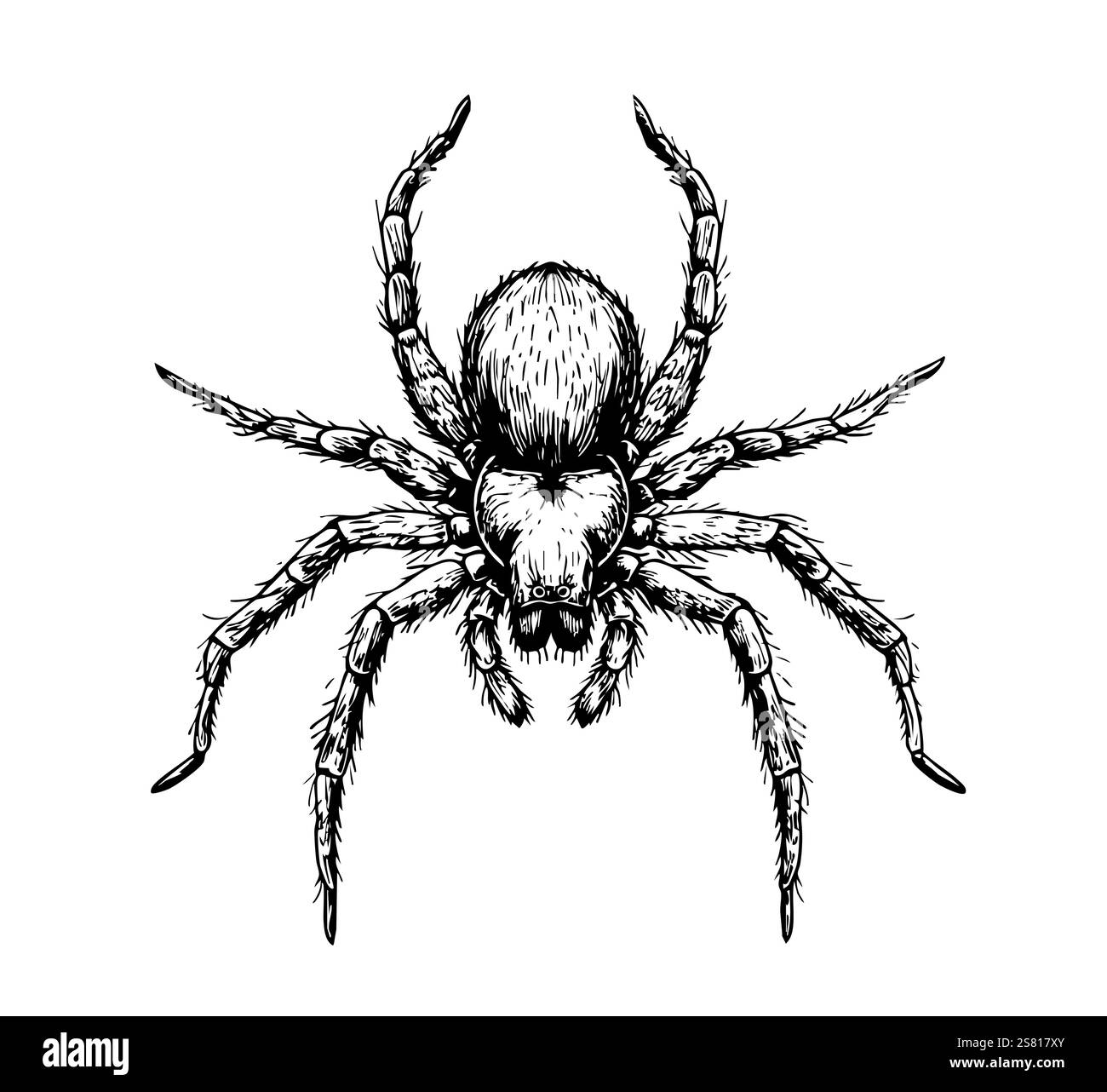 Spider sketch hand drawn Vector illustration, insects Stock Vector ...
