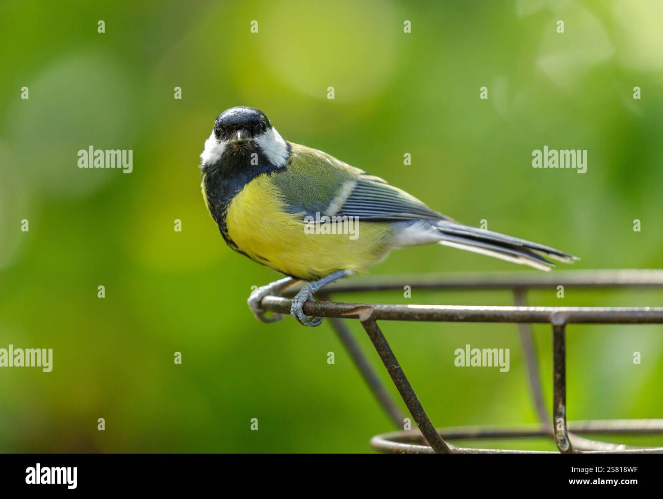 Little bird perching on metal stand on colorful background. Great tit ...