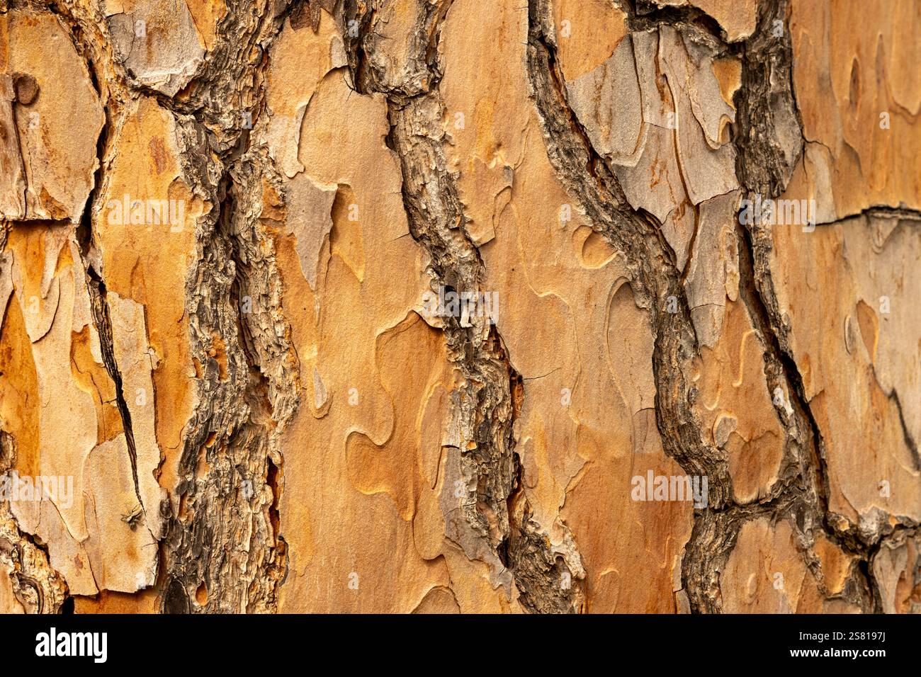 Maritime Pine, Pinus pinaster trunk symbol. Texture made of maritime ...