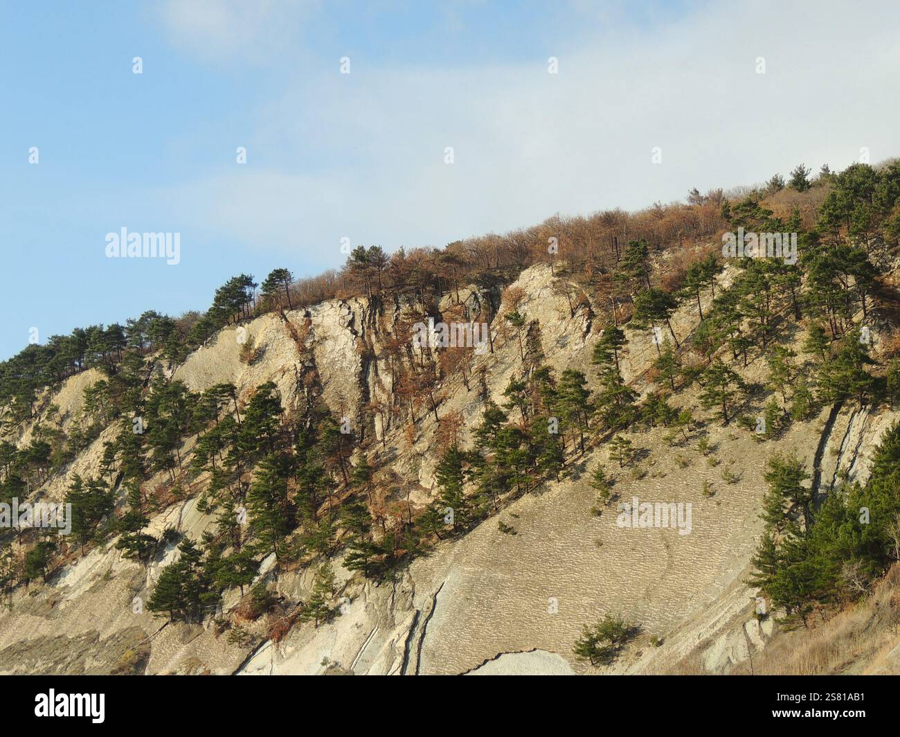 view of a sandy sloping cliff covered with rare southern pines, a rocky ...
