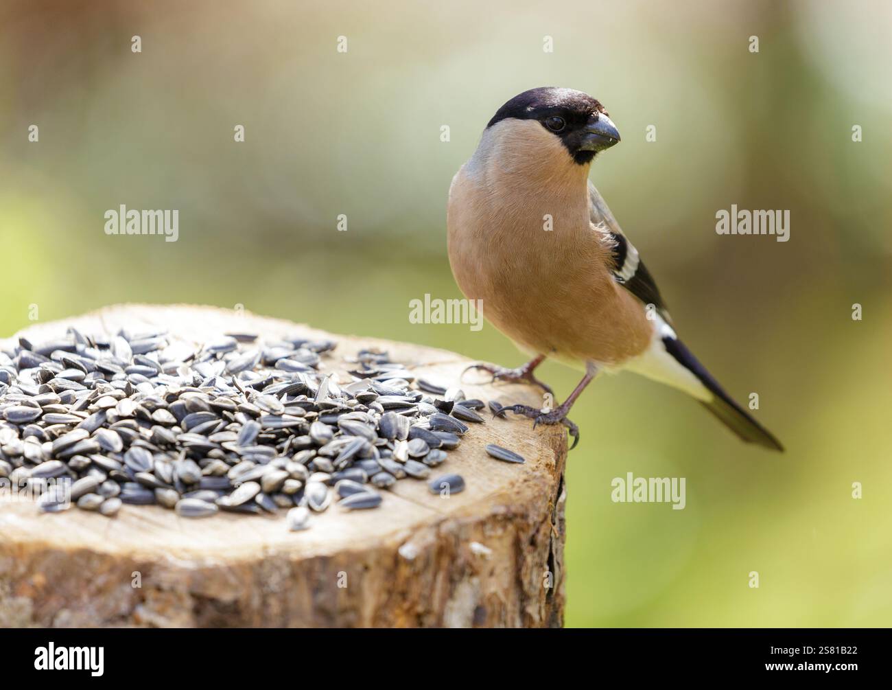 little bird sitting on bird feeder with sunflower seeds. The common ...