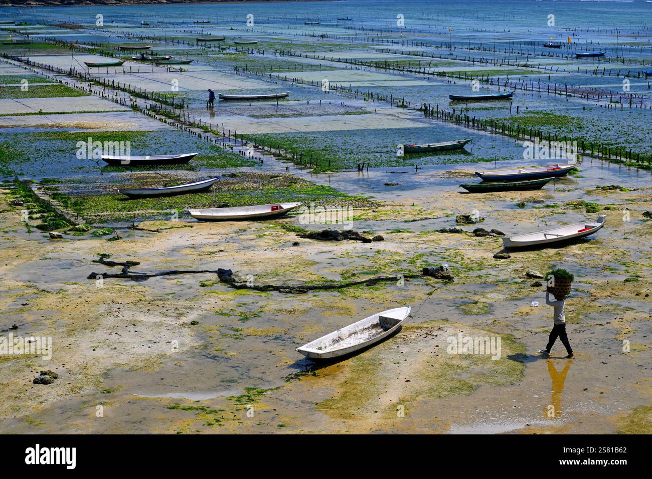 Seaweed cultivation at Nusa Lembongan on the island of Bali,Indonesia ...