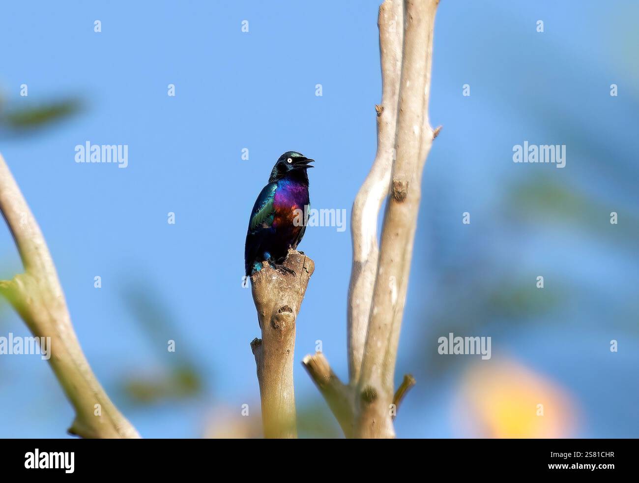 Prachtglanzstar hi-res stock photography and images - Alamy