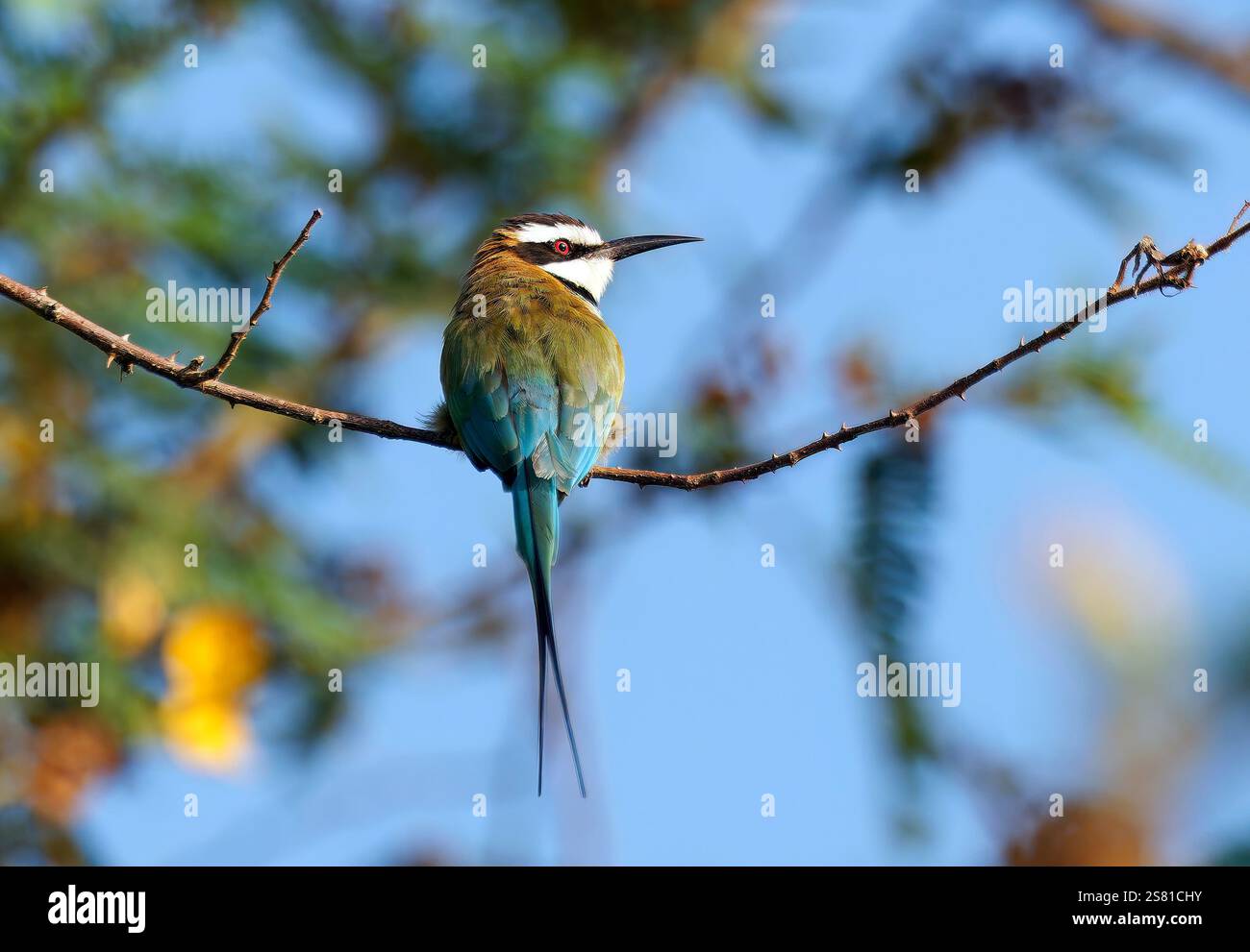 white-throated bee-eater, Weißkehlspint, Guêpier à gorge blanche ...