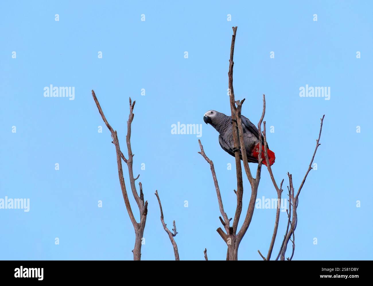 Perroquet gris gabon hi-res stock photography and images - Alamy