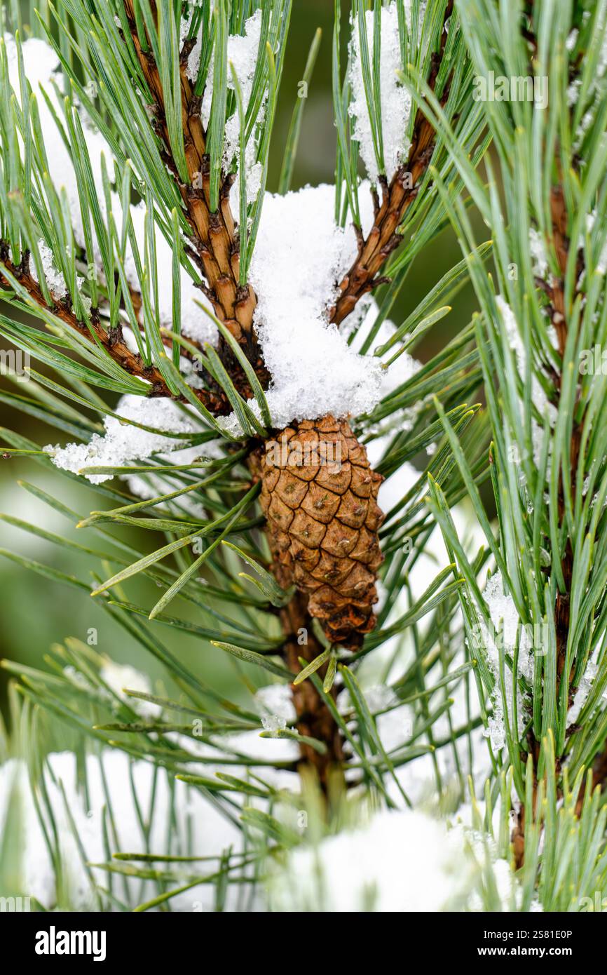 A pine tree with snow on it and a pinecone hanging from it. The ...