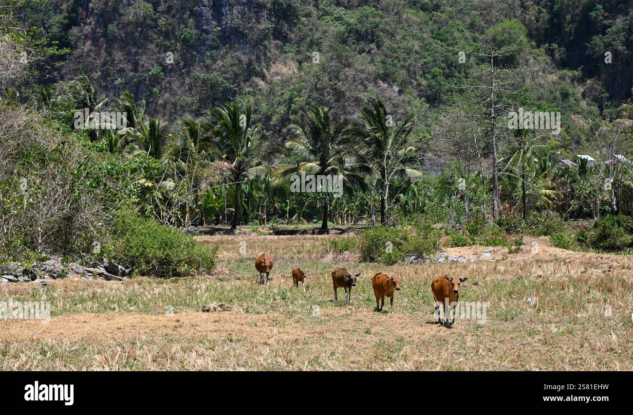 Scenic rural landscape view of tropical karst mountain in Rammang ...