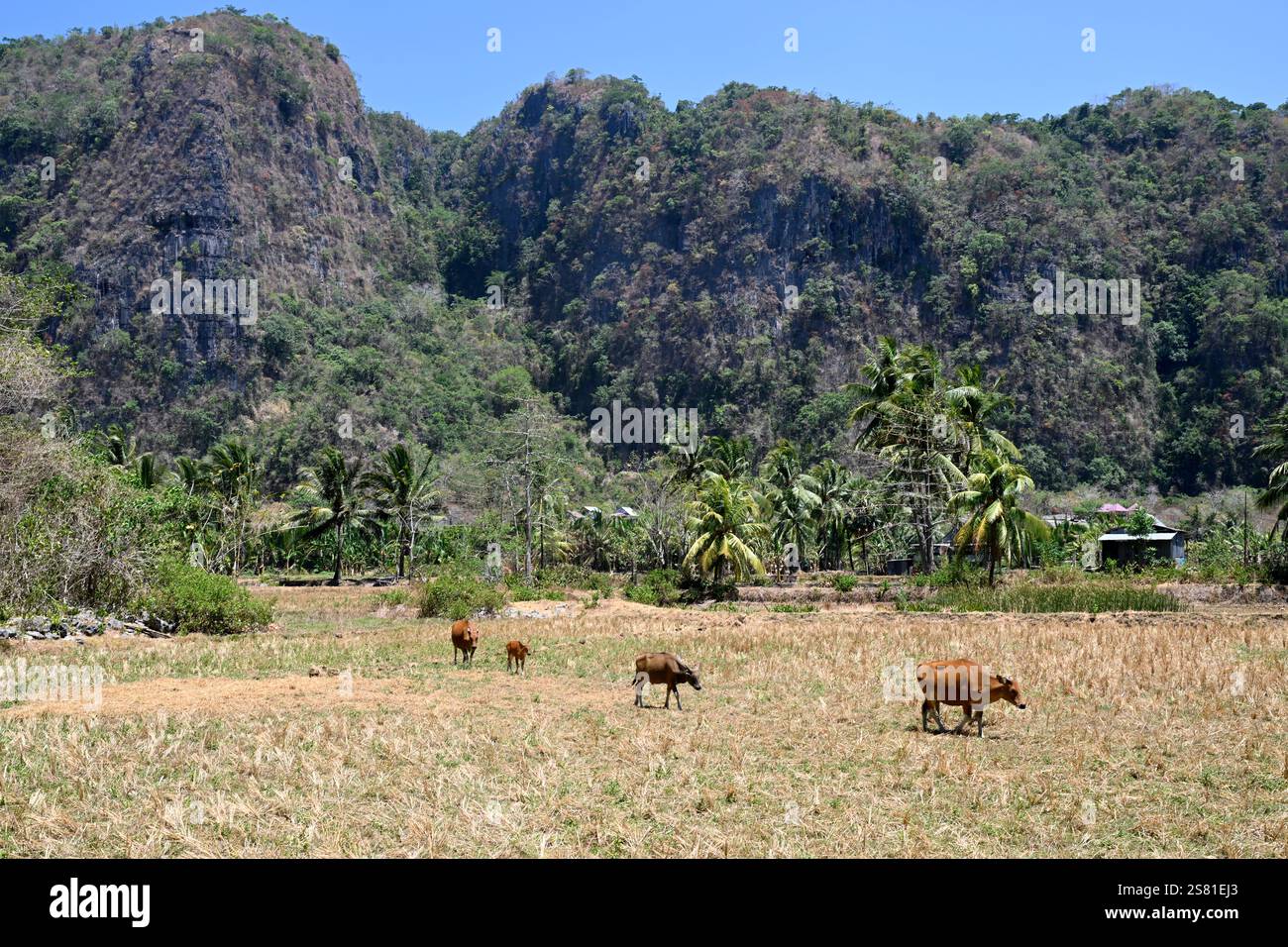 Scenic rural landscape view of tropical karst mountain in Rammang ...