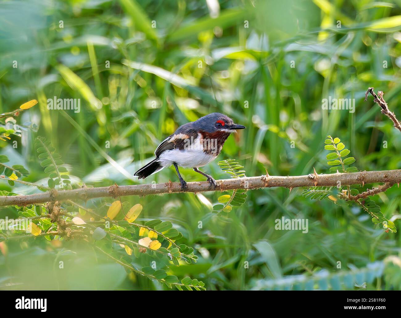 brown-throated wattle-eye, common wattle-eye, Bindenlappenschnäpper ...