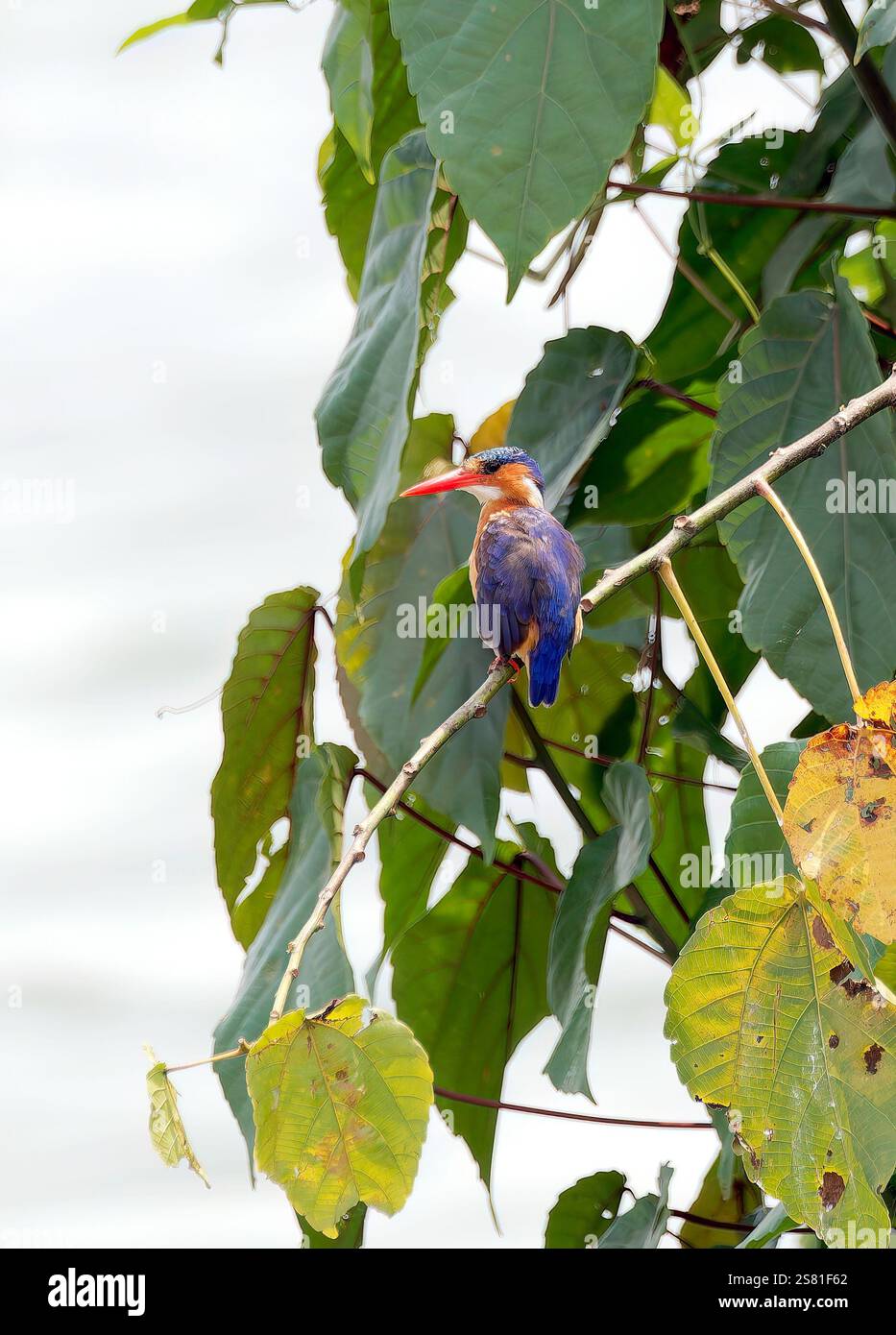 malachite kingfisher, Haubenzwergfischer, Martin-pêcheur huppé ...