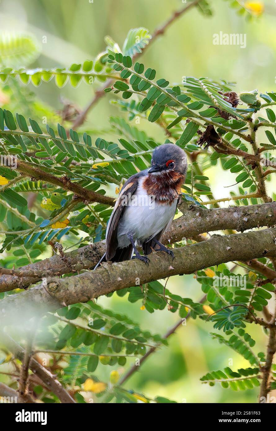 brown-throated wattle-eye, common wattle-eye, Bindenlappenschnäpper ...