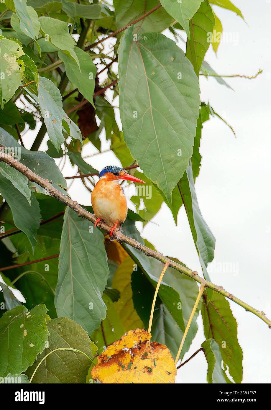 malachite kingfisher, Haubenzwergfischer, Martin-pêcheur huppé ...