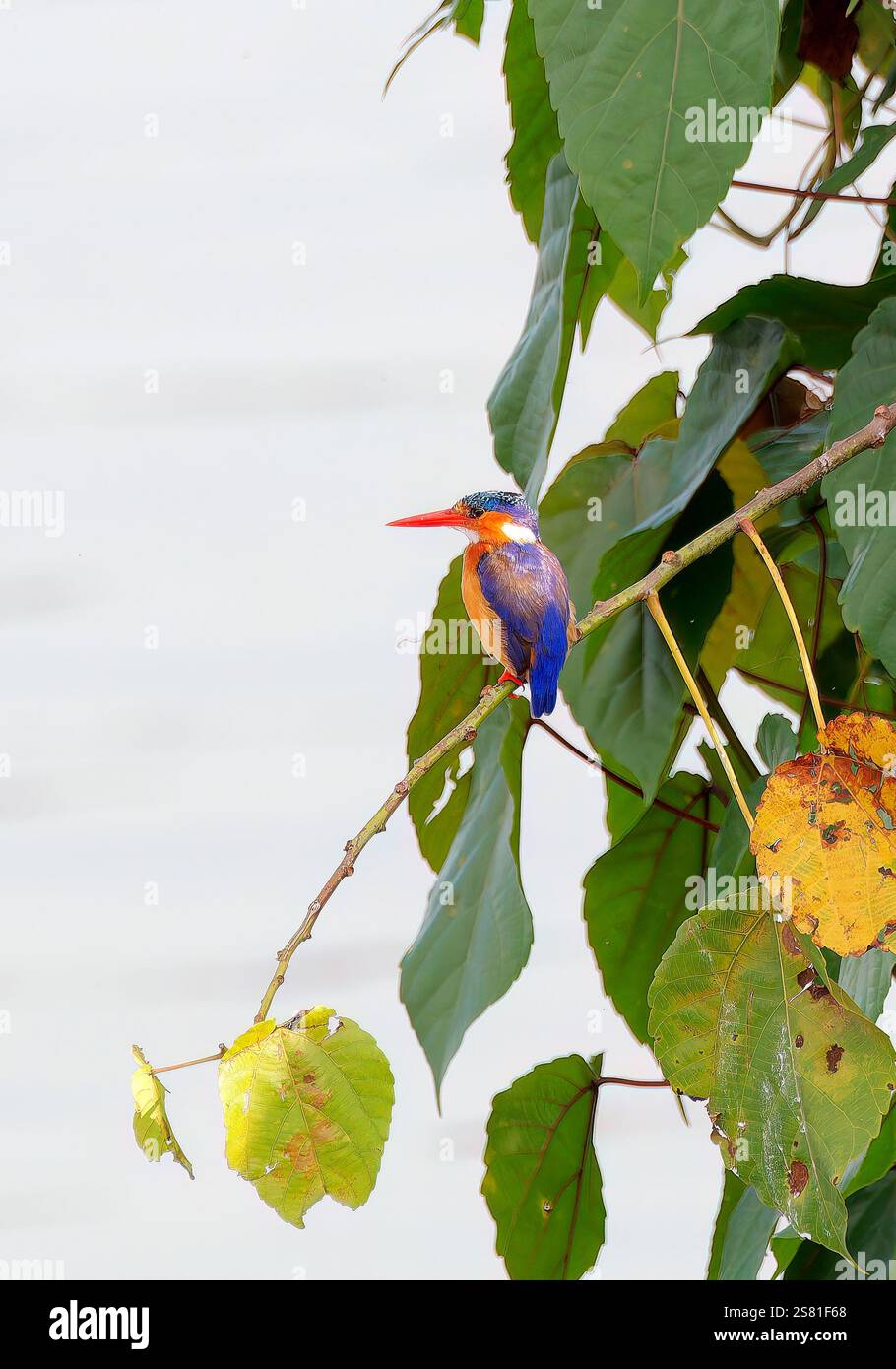 malachite kingfisher, Haubenzwergfischer, Martin-pêcheur huppé ...