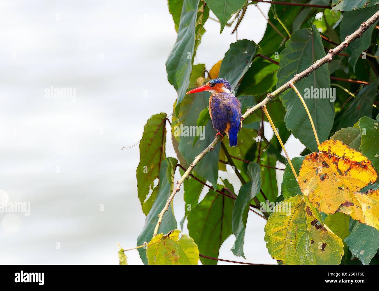malachite kingfisher, Haubenzwergfischer, Martin-pêcheur huppé ...