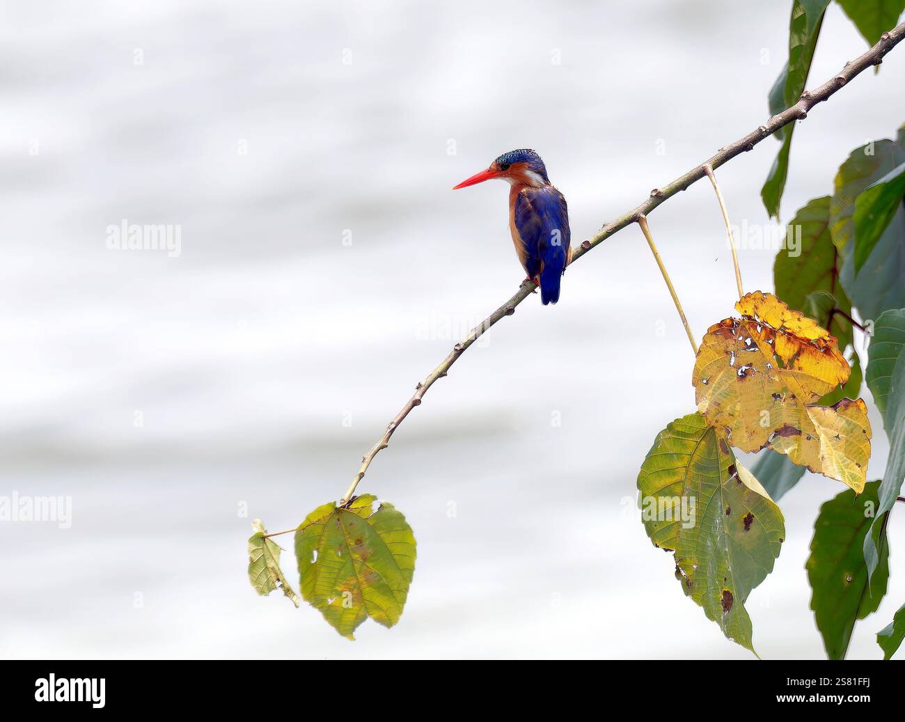 malachite kingfisher, Haubenzwergfischer, Martin-pêcheur huppé ...