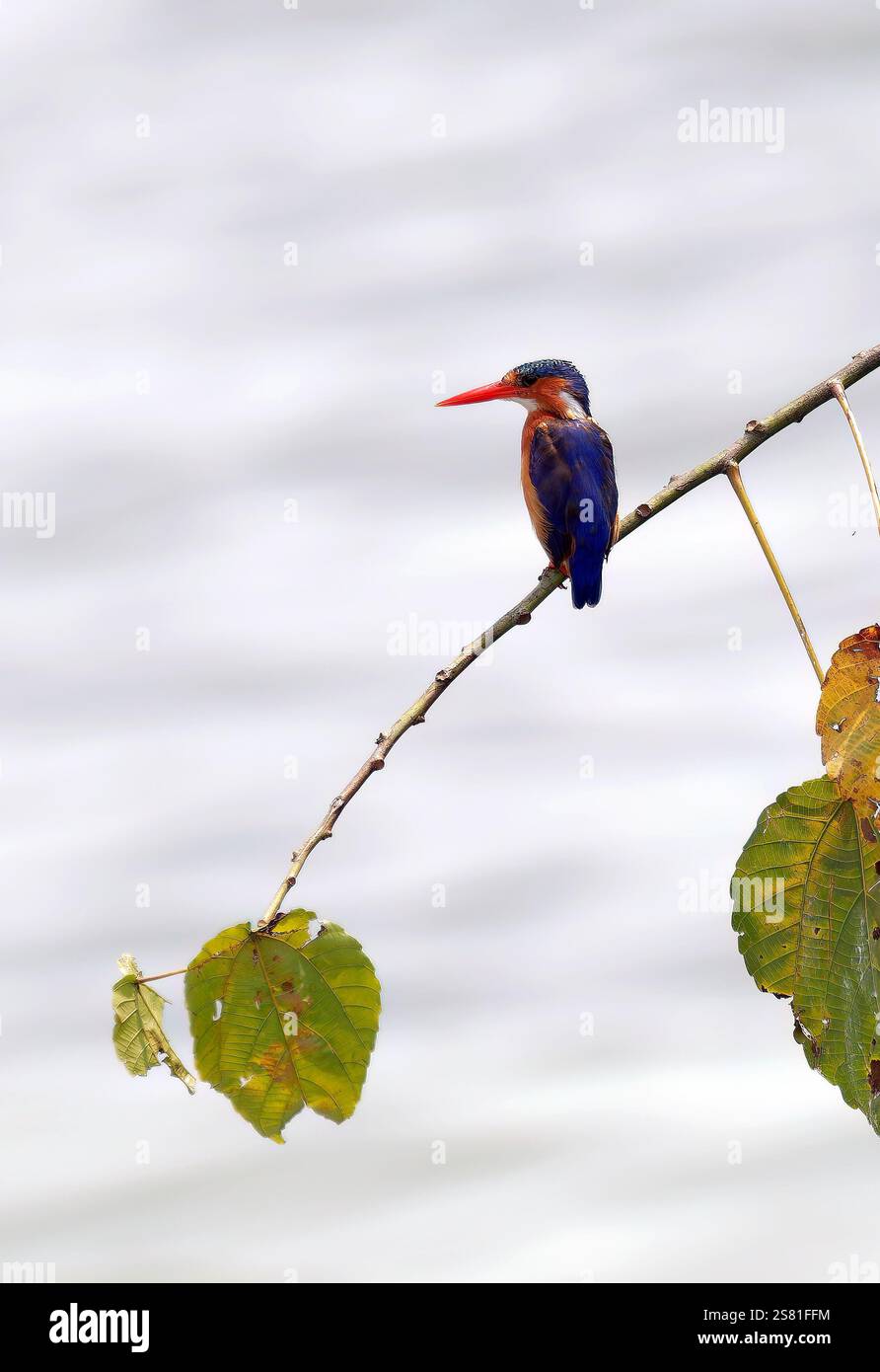 malachite kingfisher, Haubenzwergfischer, Martin-pêcheur huppé ...