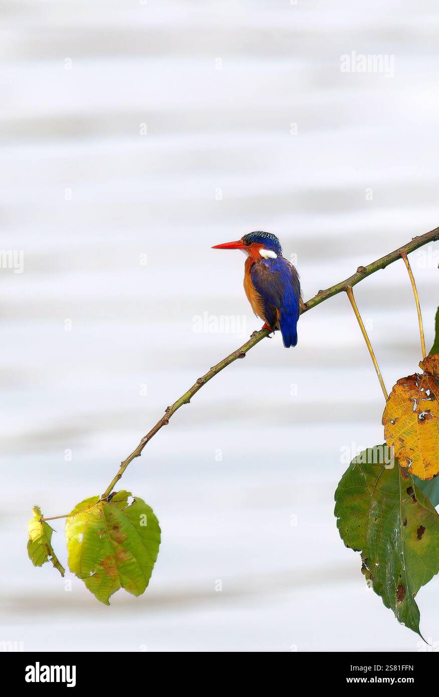 malachite kingfisher, Haubenzwergfischer, Martin-pêcheur huppé ...