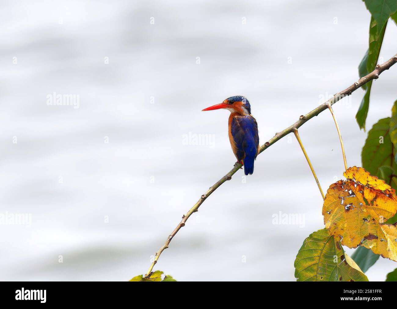 malachite kingfisher, Haubenzwergfischer, Martin-pêcheur huppé ...
