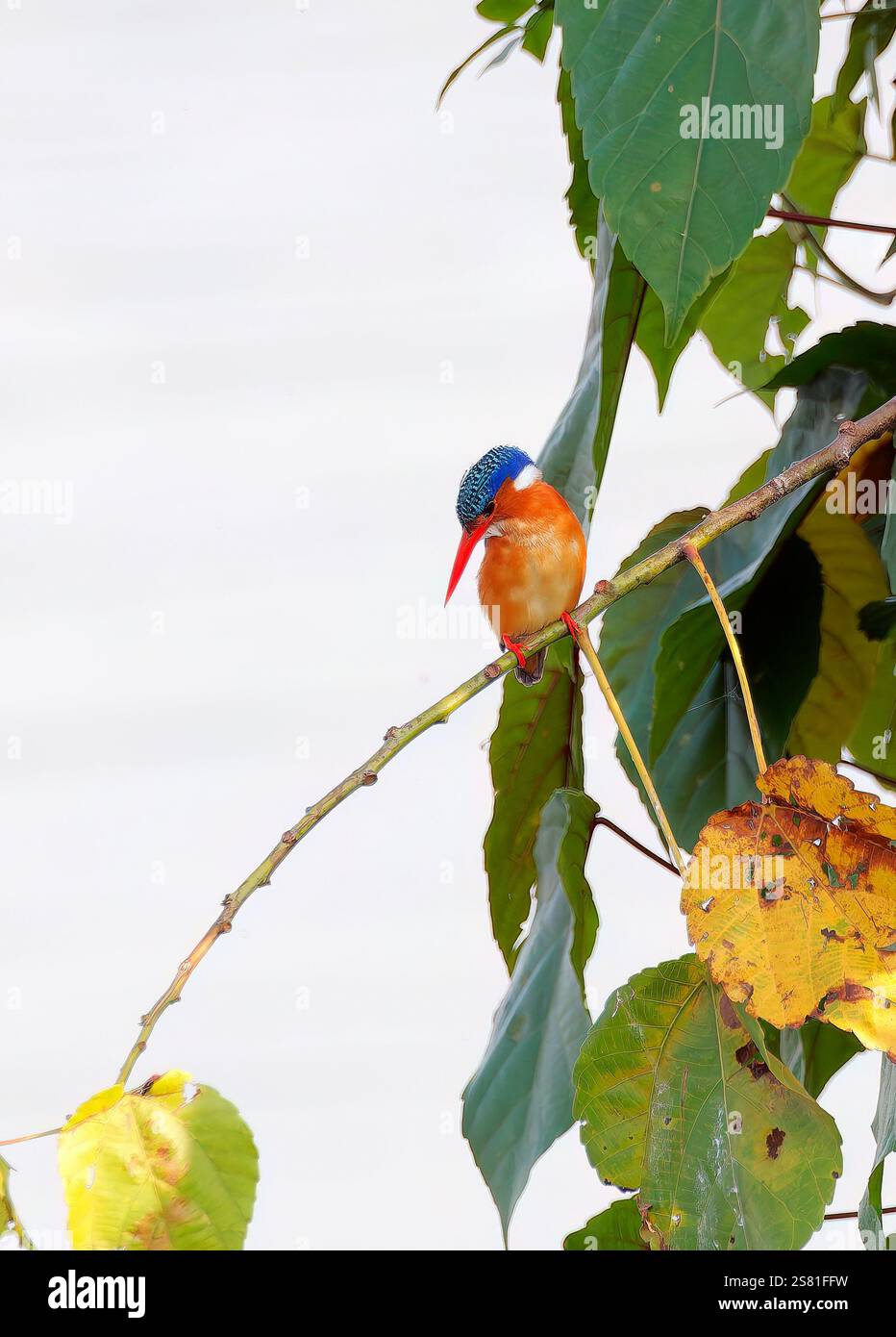 malachite kingfisher, Haubenzwergfischer, Martin-pêcheur huppé ...