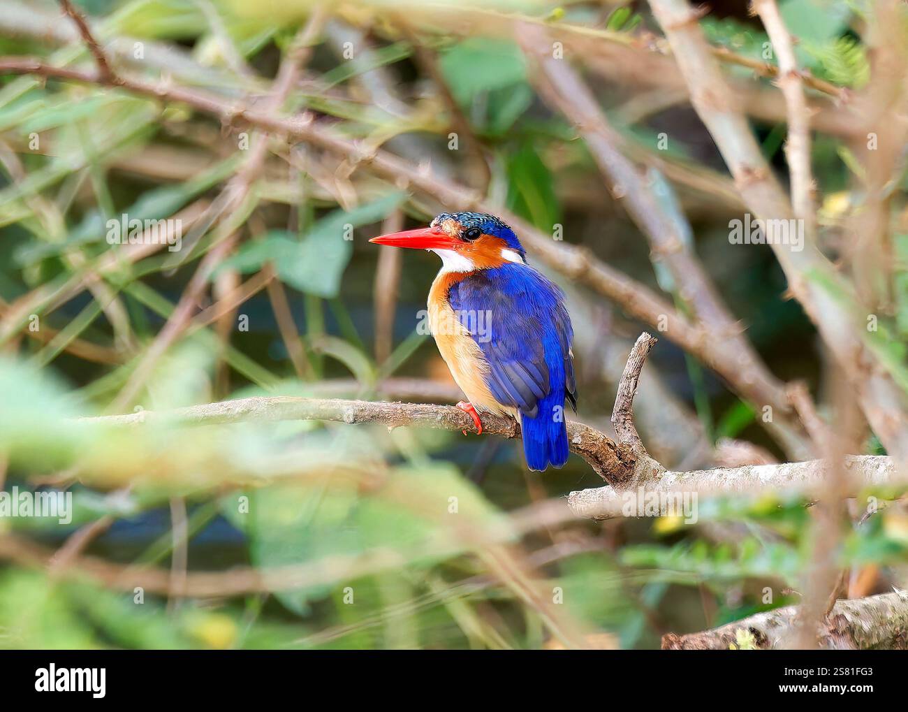 malachite kingfisher, Haubenzwergfischer, Martin-pêcheur huppé ...