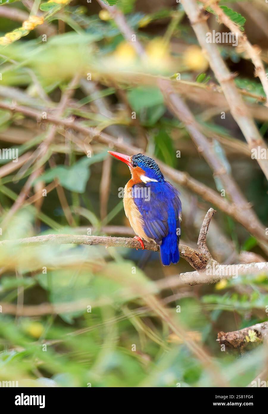 malachite kingfisher, Haubenzwergfischer, Martin-pêcheur huppé ...