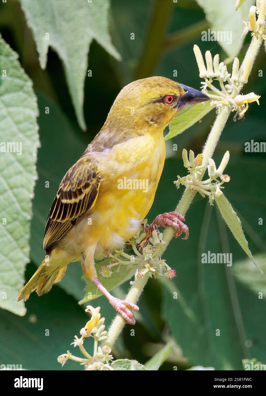 village weaver, spotted-backed weaver, Dorfweber, Tisserin gendarme ...