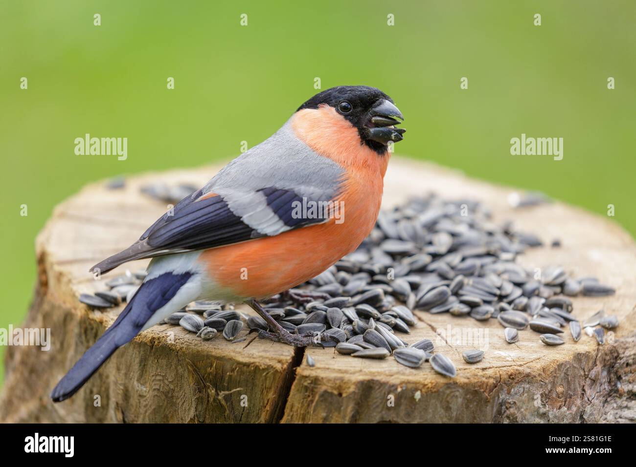 little bird sitting on bird feeder with sunflower seeds. The common ...