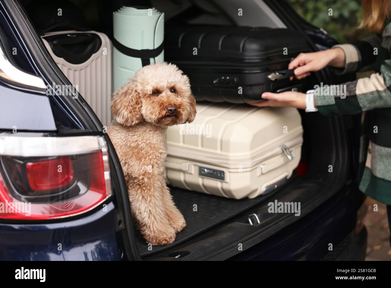 Cute toy poodle sitting in car trunk while owner loading suitcases ...