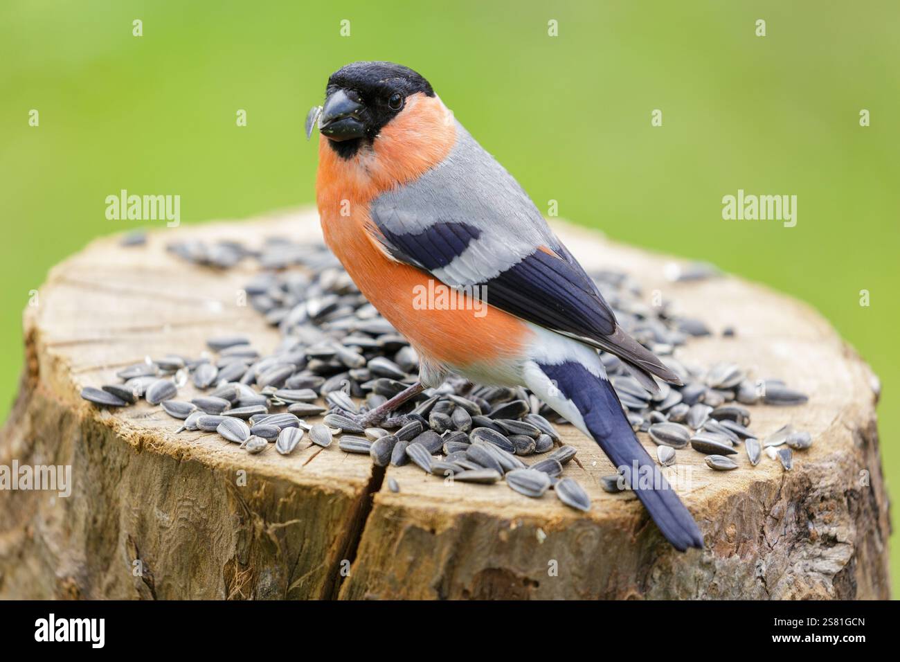 little bird sitting on bird feeder with sunflower seeds. The common ...