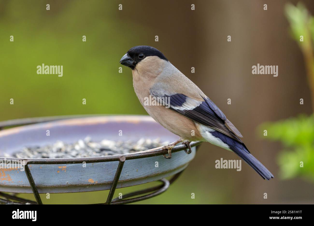 little bird sitting on bird feeder with sunflower seeds. The common ...