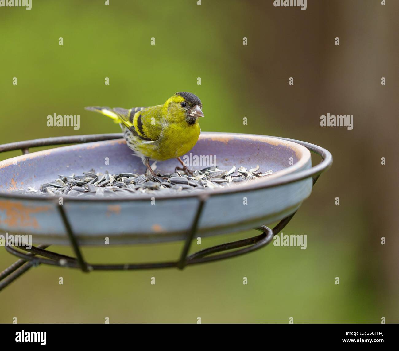 Little bird feeding sunflower seeds from bird feeder. Siskin. Spinus ...