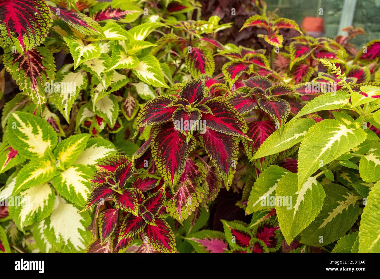 Coleus gardens hi-res stock photography and images - Alamy