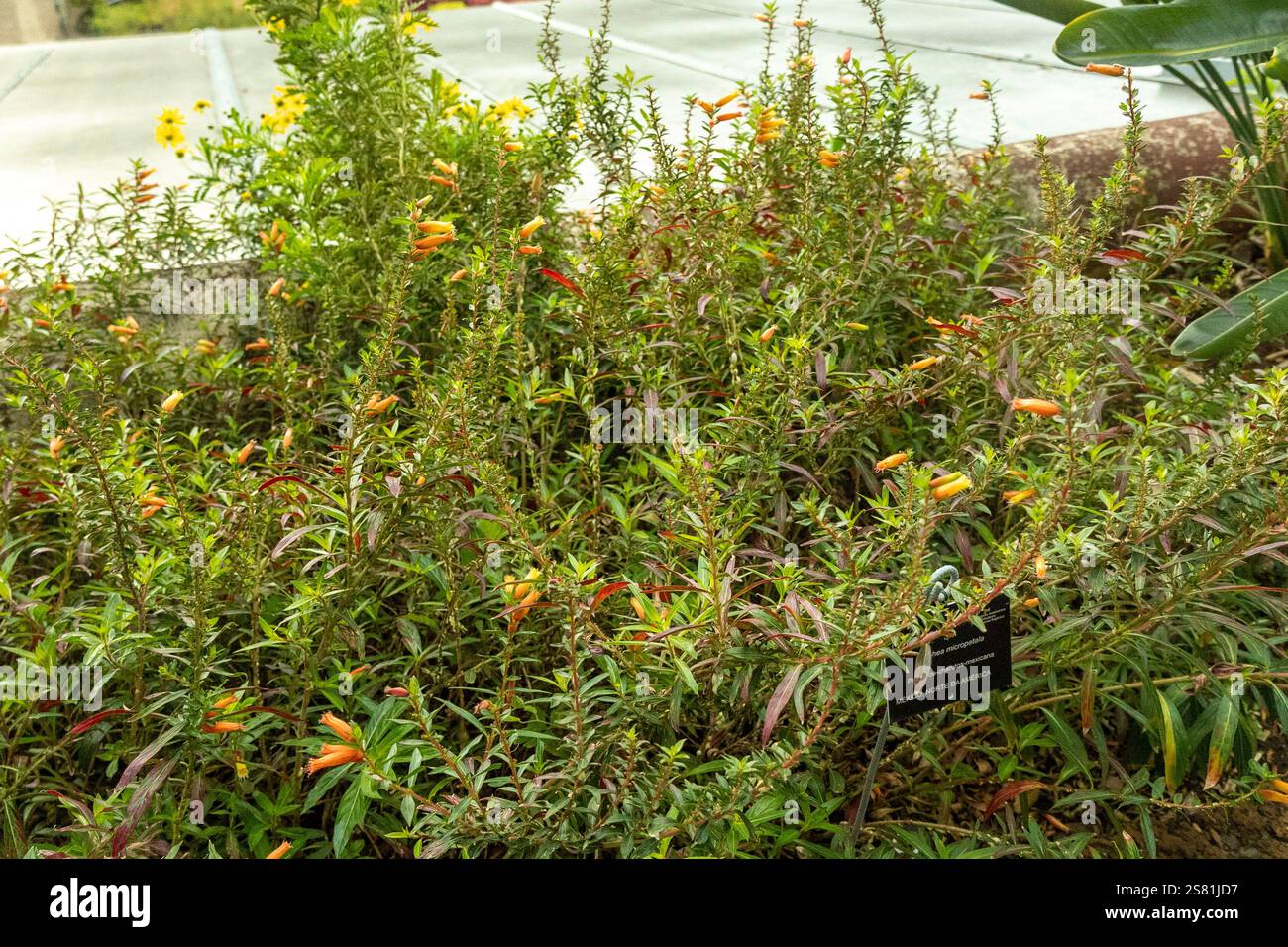Beauty botanical bush bushy hi-res stock photography and images - Alamy