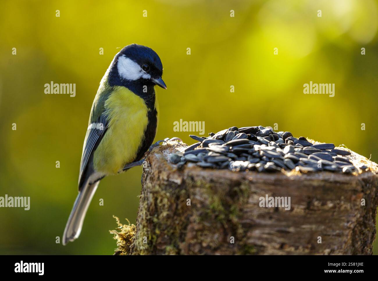 Little bird feeding on a bird feeder with sunflower seeds. Great tit ...
