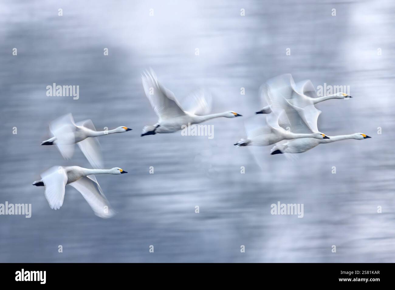 Bewick's swans / tundra swan (Cygnus bewickii) flock flying past trees ...