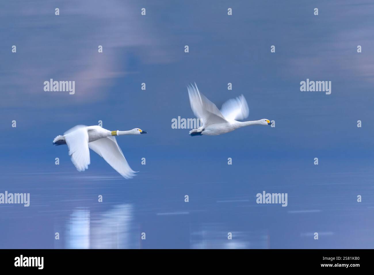 Bewick's swan wearing neck band / tundra swan (Cygnus bewickii) pair ...
