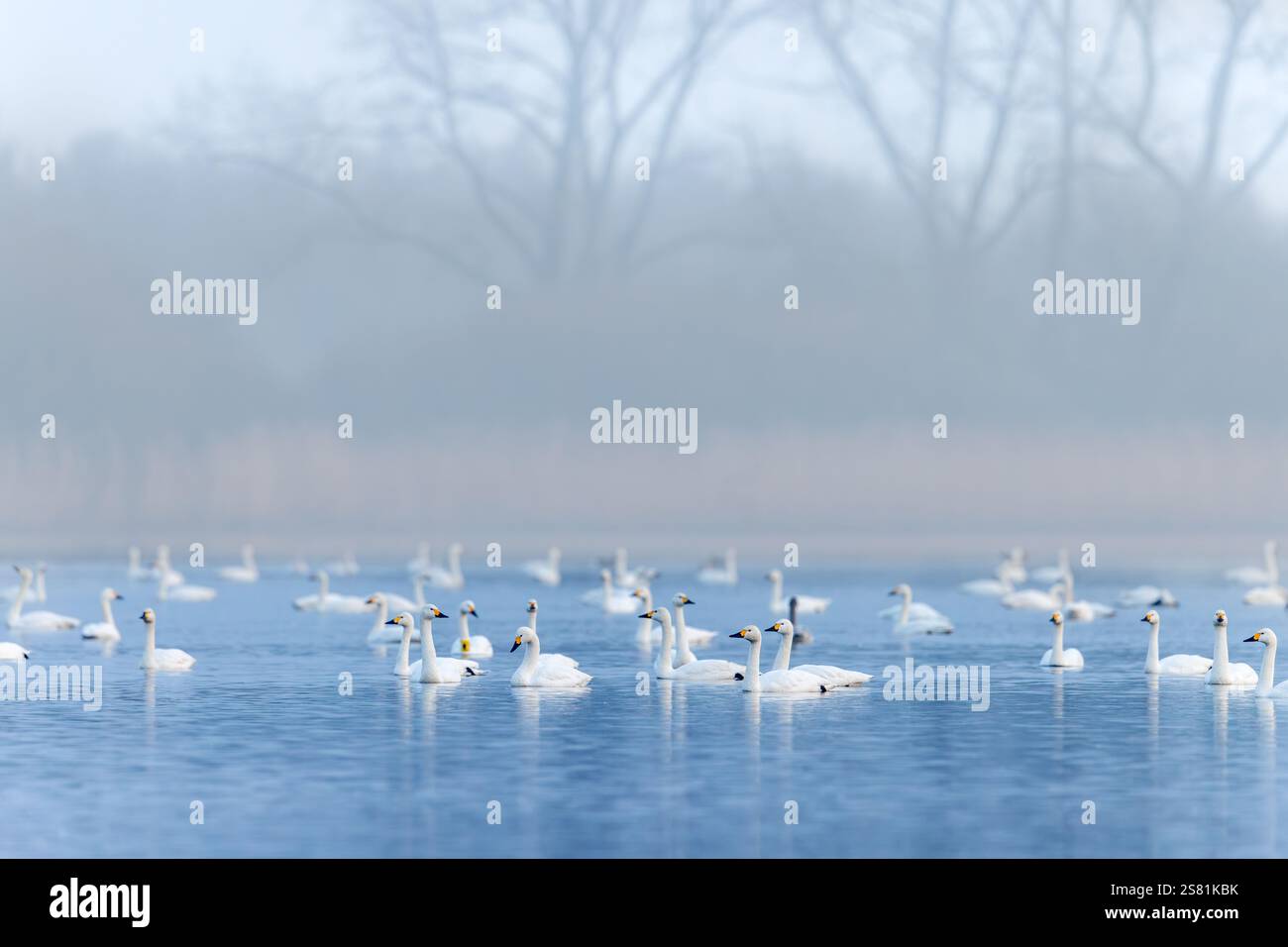 Group swans swimming dawn hi-res stock photography and images - Alamy