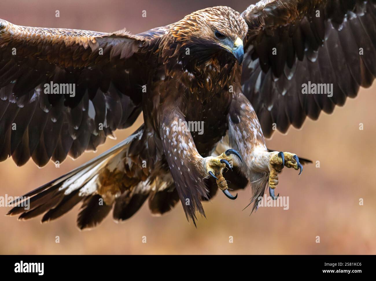 Eagle feet hi-res stock photography and images - Alamy
