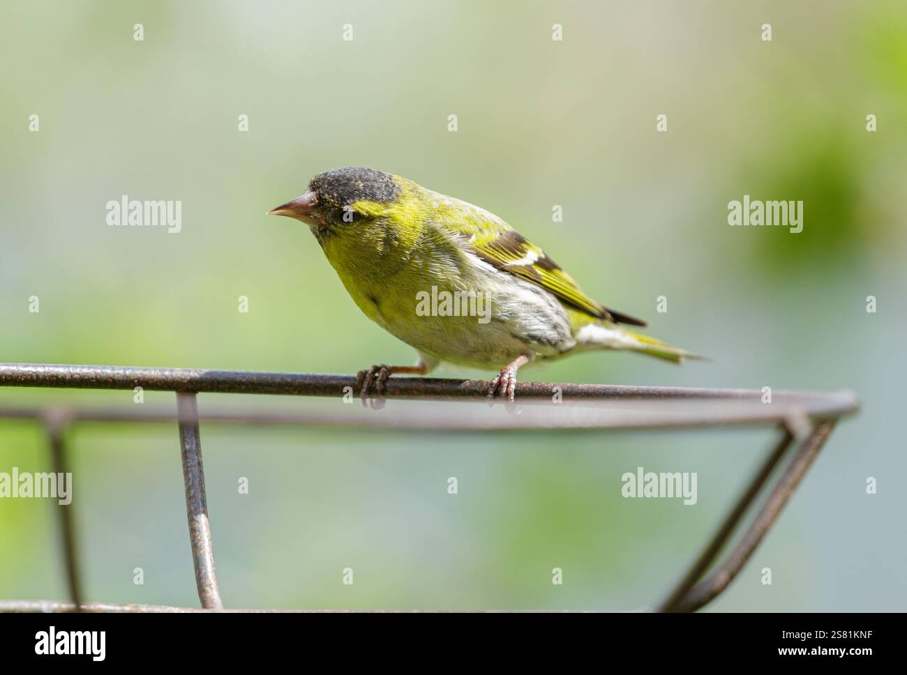 Little bird sitting on metal stand. Siskin. Spinus spinus Stock Photo ...