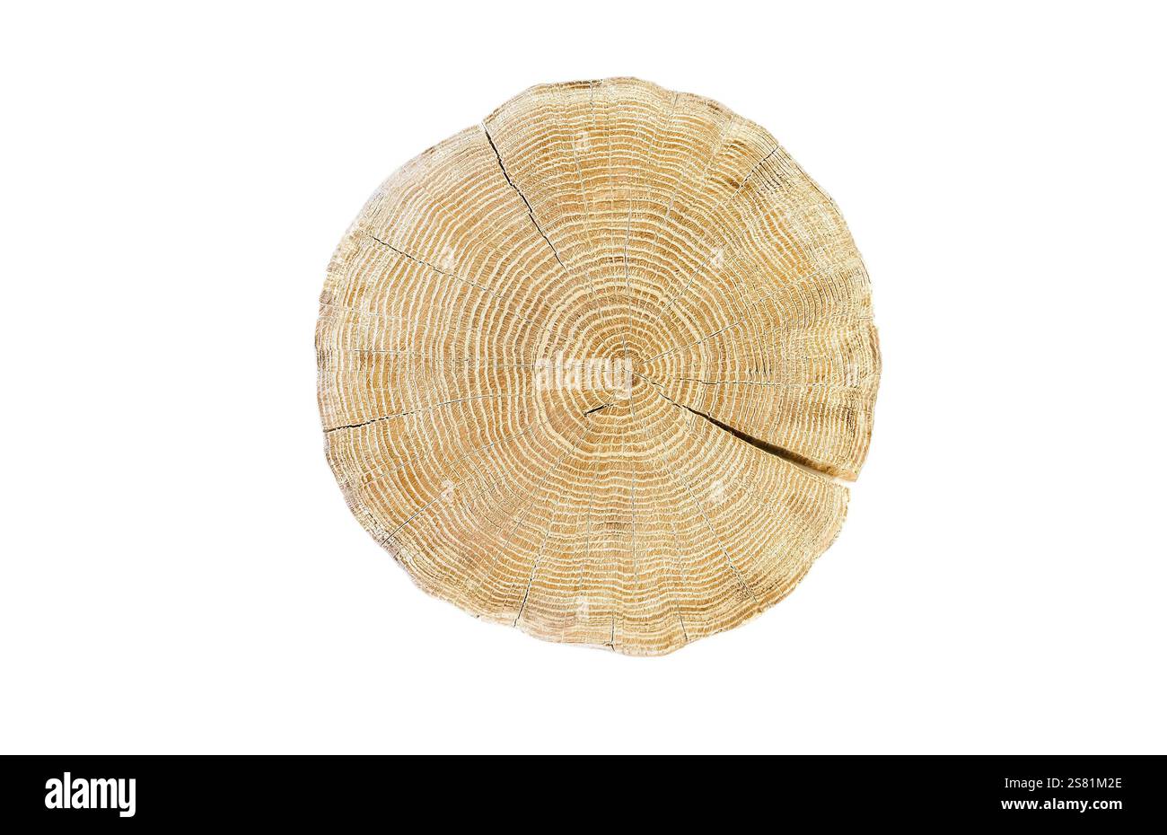 Round cut of tree trunk with natural oak wood grain Stock Photo - Alamy