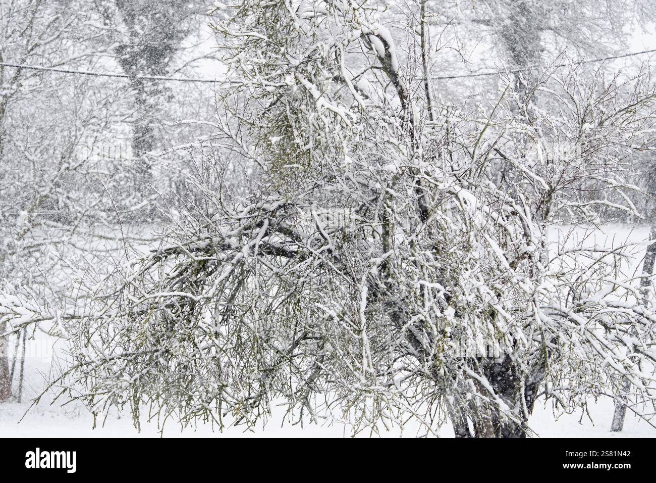 A tree covered in snow with a few branches still green. The snow is ...