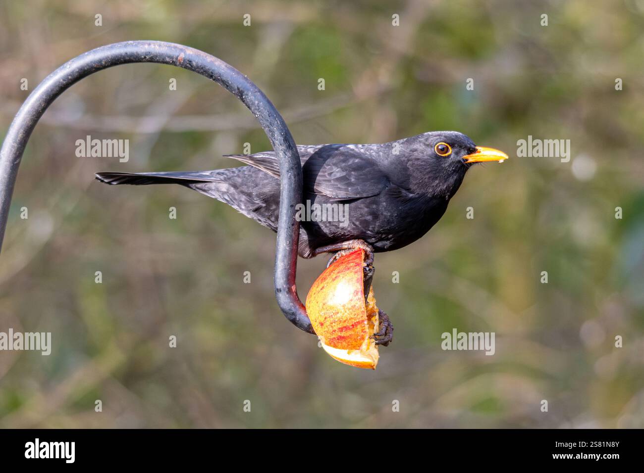 Male blackbird (Turdus merula) feeding on an apple at a garden bird ...