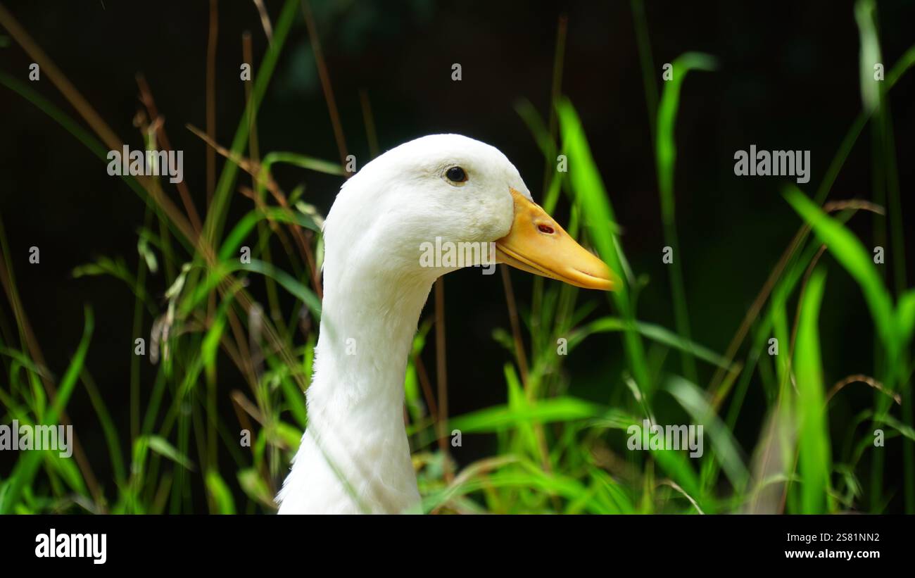 White duck with yellow beak, White duck close-up among greenery Stock ...