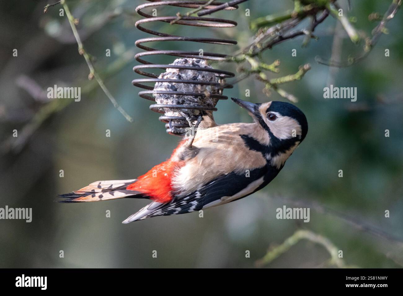 Spiral bird fat ball feeder hi-res stock photography and images - Alamy