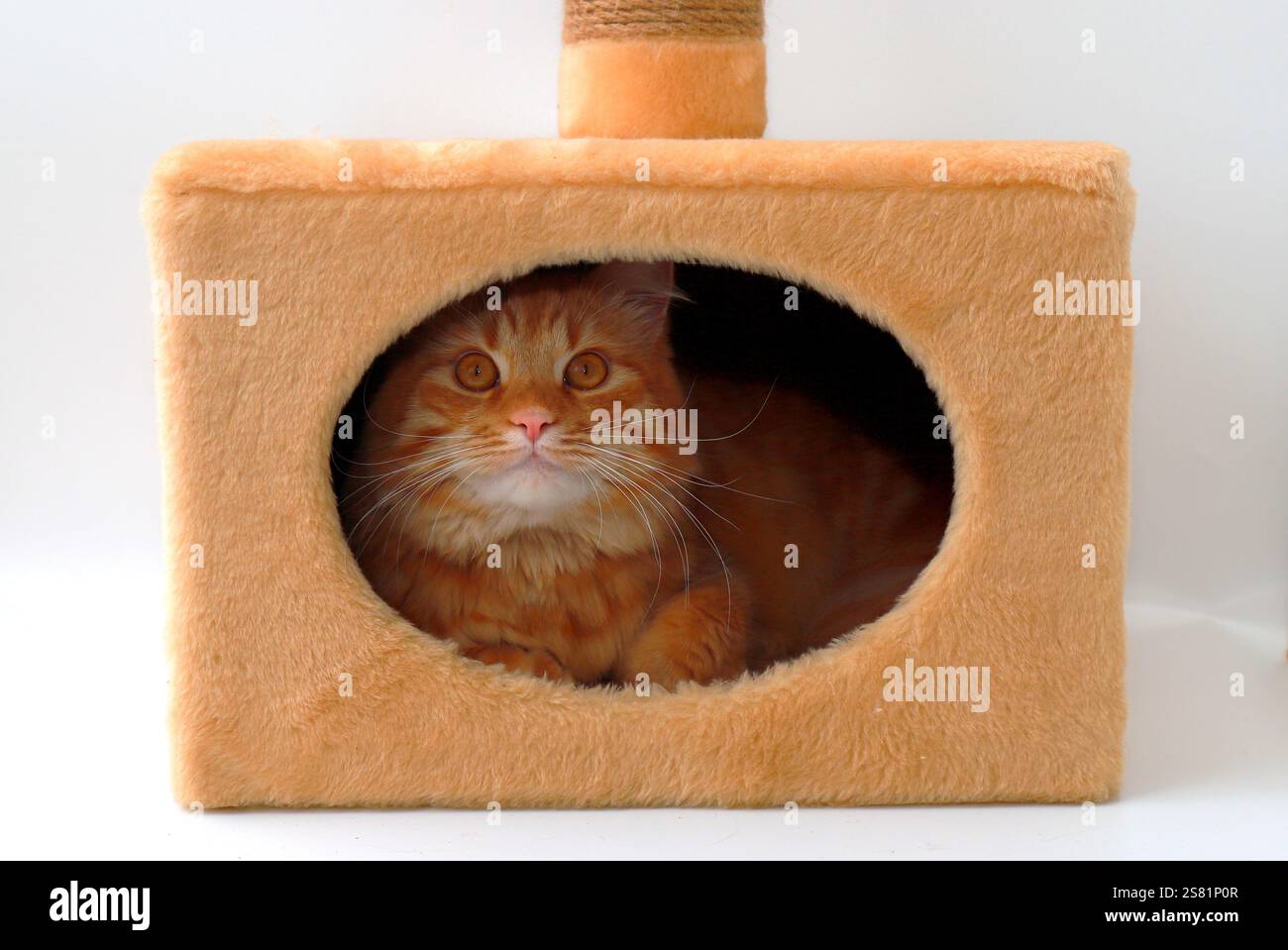 Red cat, kitten sits in cat house. Fluffy cat sleeps in cat house ...