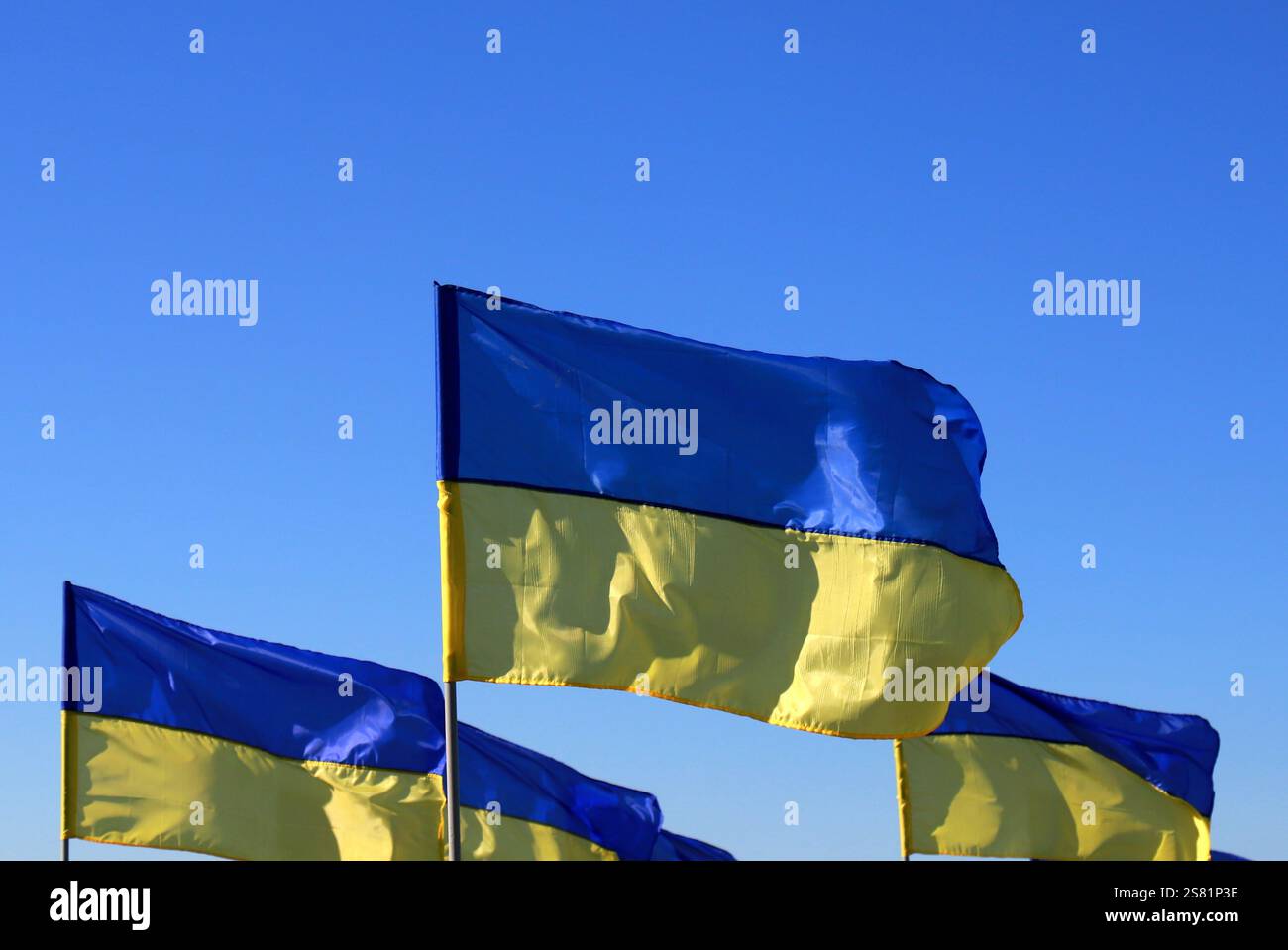 Many state flags of Ukraine are flying in wind. Concept of heroic ...