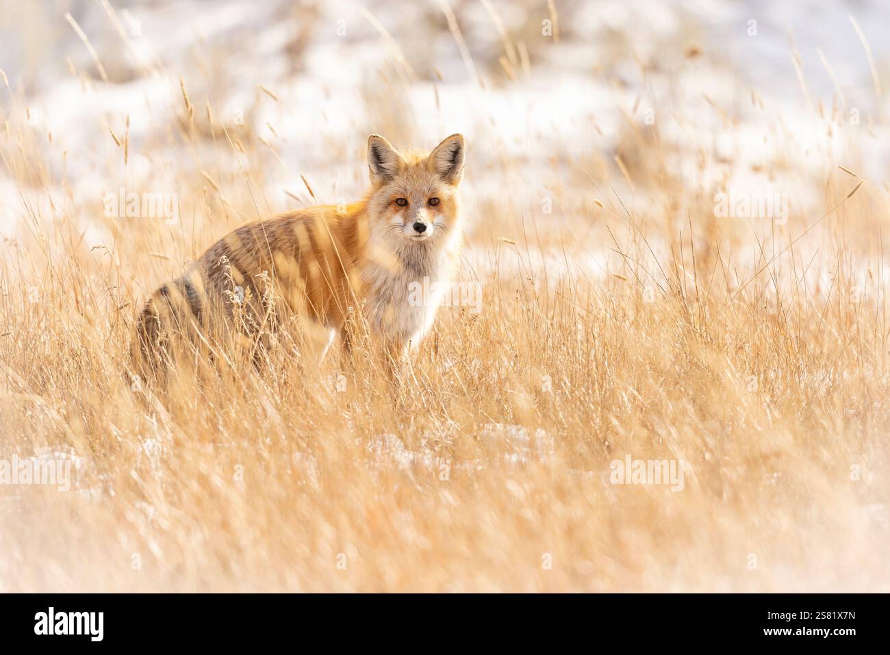 Curious fox in park hi-res stock photography and images - Alamy